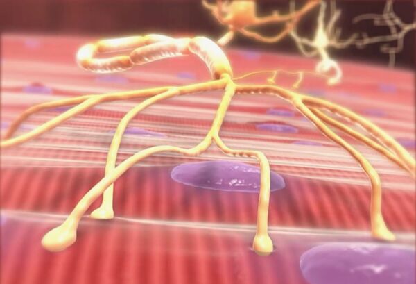 5 Aspectos del Tono muscular-.¿Qué es el tono muscular? » Fisiócrates